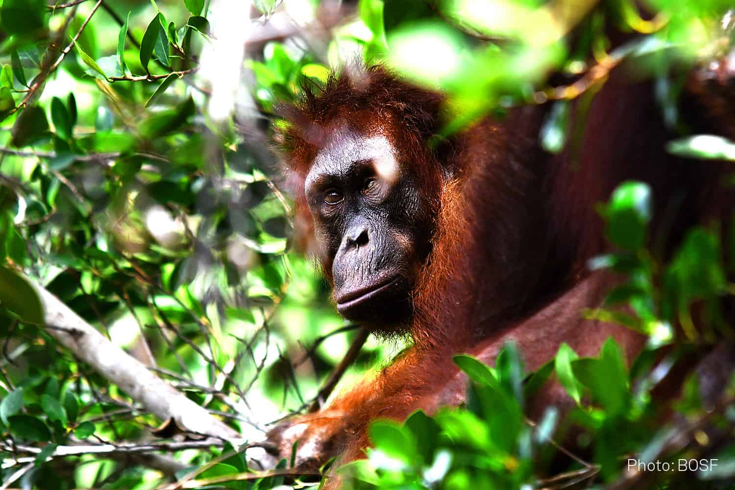 Dilla skal finde sin egen vej - Red Orangutangen