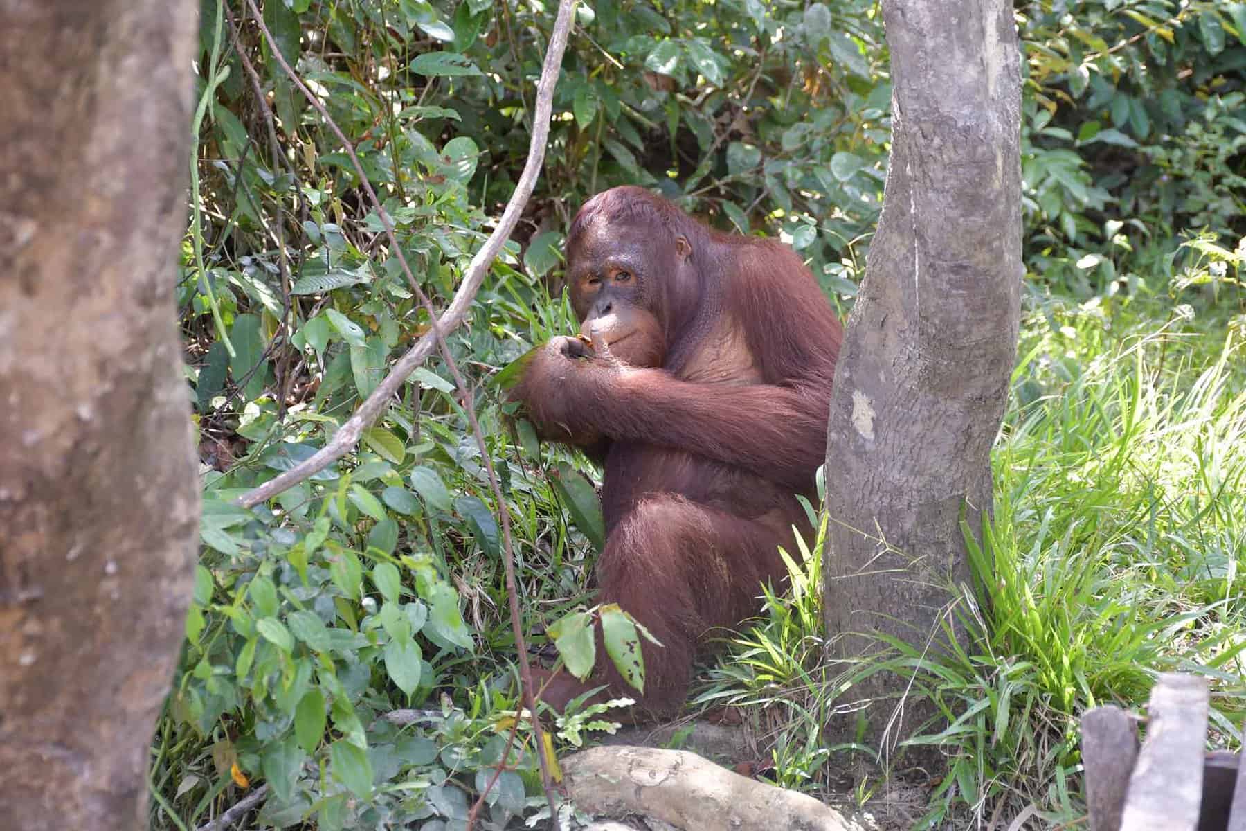 Otong og venner når sidste skridt før genudsættelse - Red Orangutangen