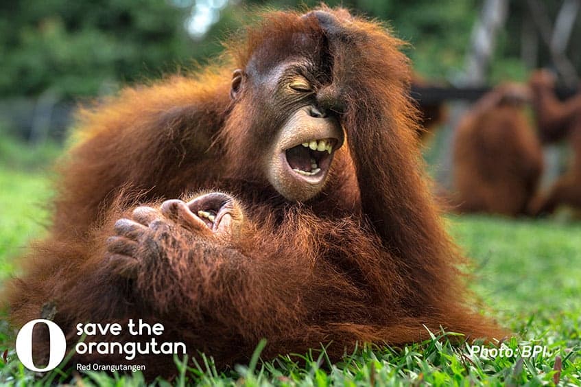 The unique ability of orangutans to mirror facial expressions - Save ...