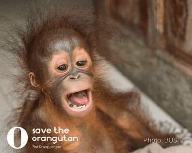 The unique ability of orangutans to mirror facial expressions - Save ...
