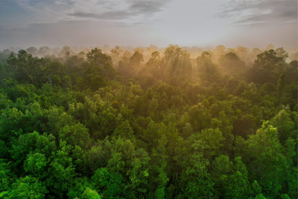 EU ban on raw materials from Cleared forests - Save the Orangutan