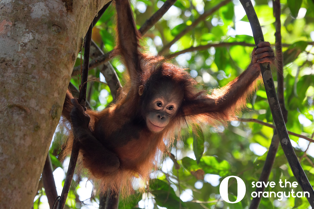 Why great apes like to spin fast - Save the Orangutan