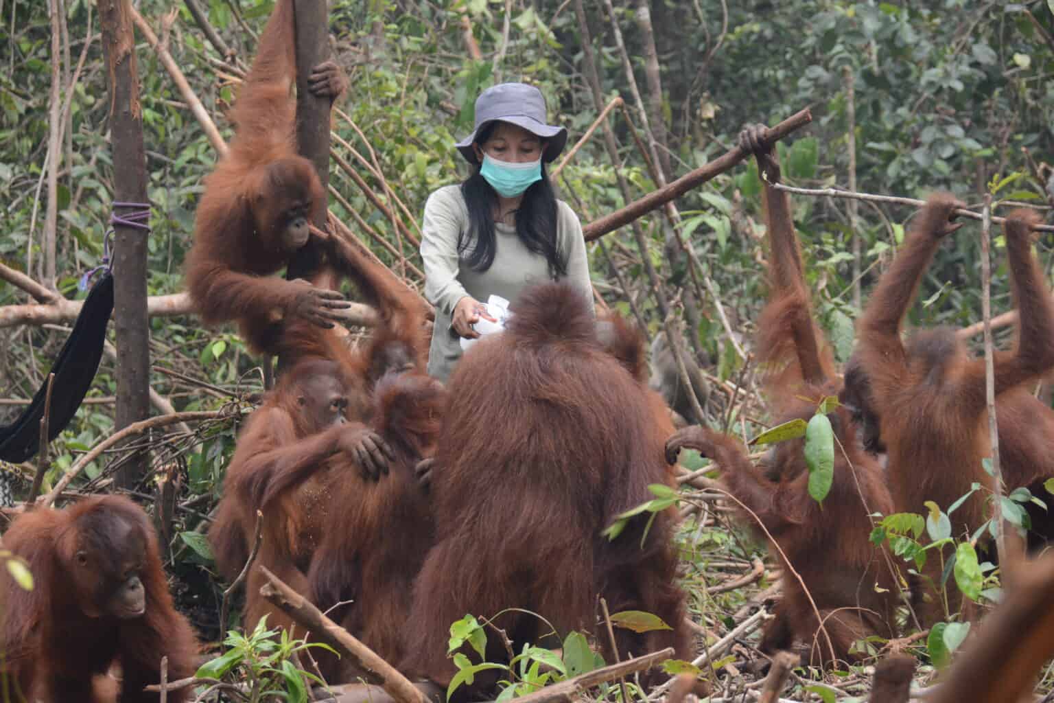 The animal keeper who was showered with hugs - Save the Orangutan
