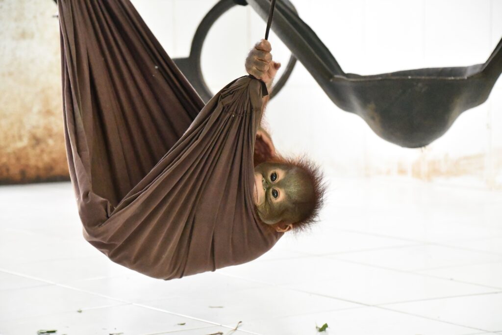 Unlearning captivity: the rescue of Roy - Save the Orangutan