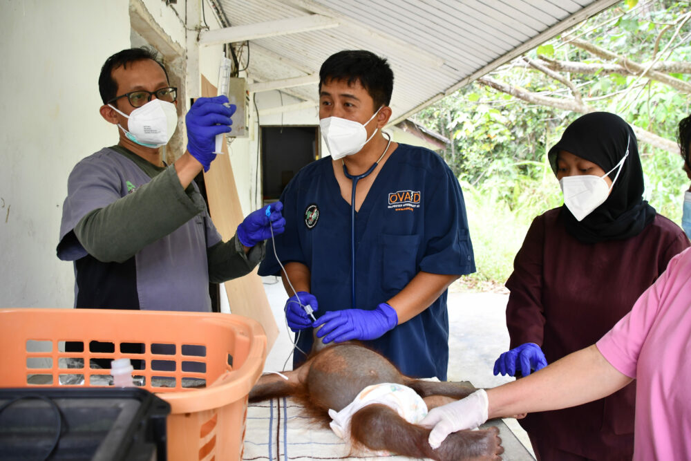 Unlearning captivity: the rescue of Roy - Save the Orangutan
