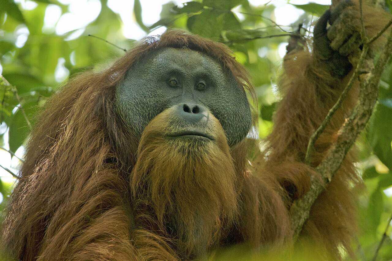 Alarming study: At least 58 Tapanuli orangutans killed in natural ...