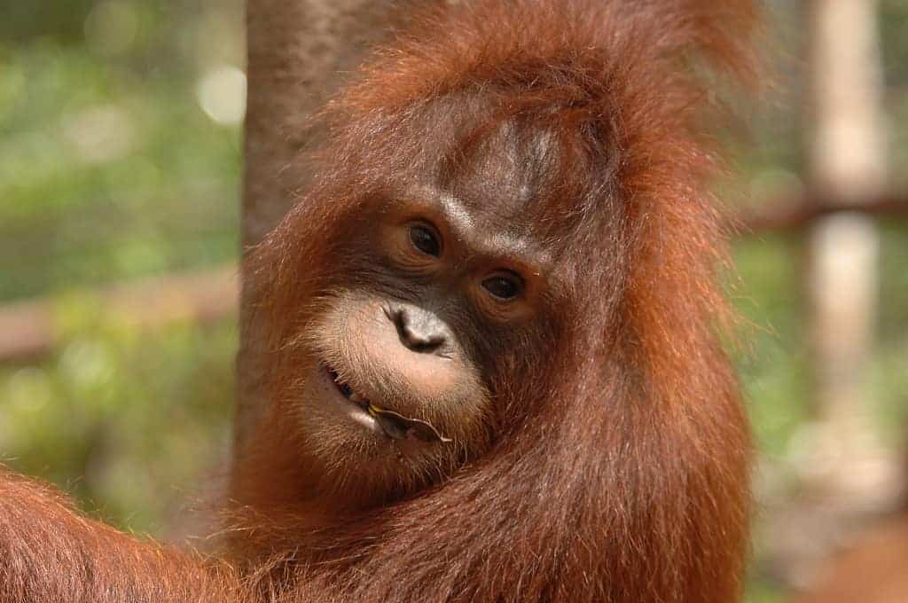 Organisationen Save the Orangutan