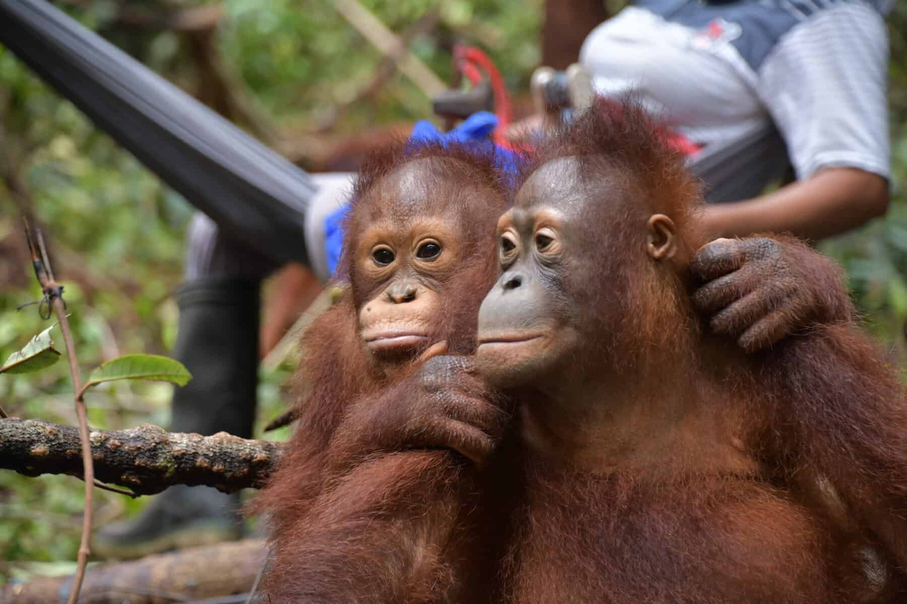 Företagssamarbete - Save the Orangutan - Sverige