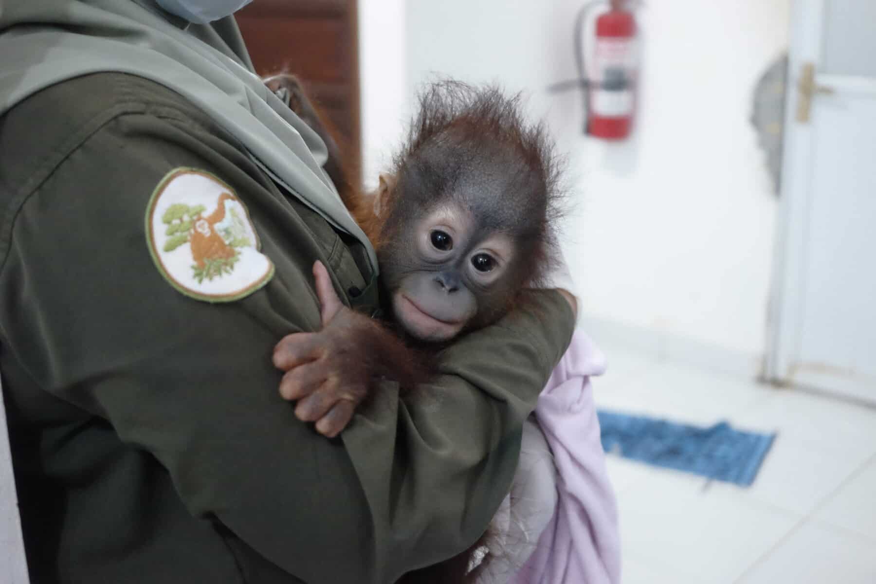 Möt orangutangungarna som fick en ny chans under 2025 - Save the ...