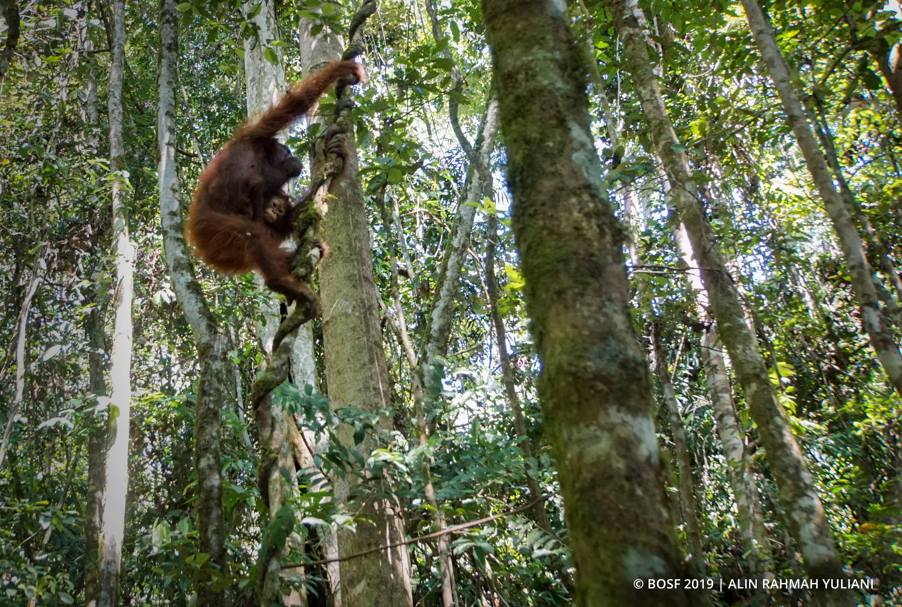 Mother and son return to the wild - Save the Orangutan - UK